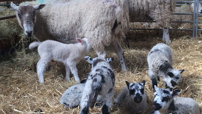 Live shows - The Big Sheep