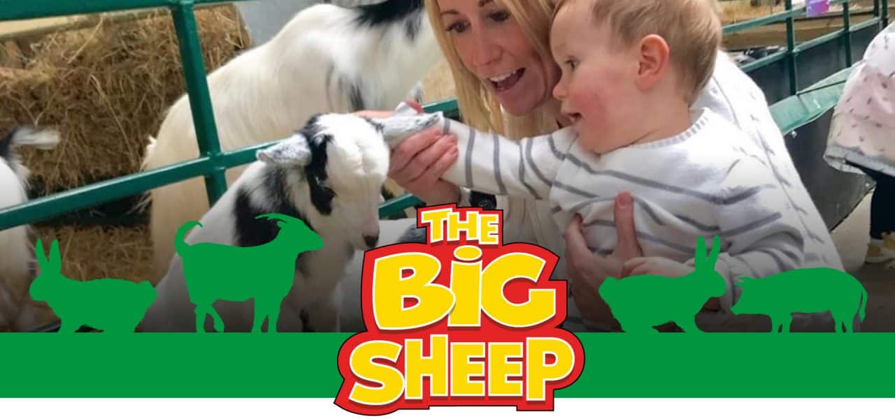Meet the Animals - The Big Sheep - Farm & Theme Park